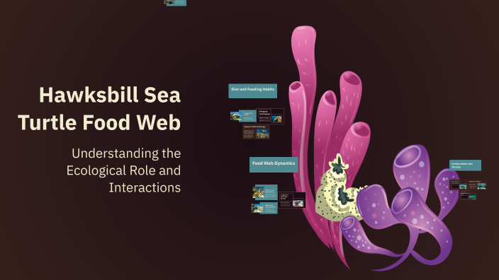 Hawksbill Sea Turtle Food Web by Isabella Gonzalez on Prezi