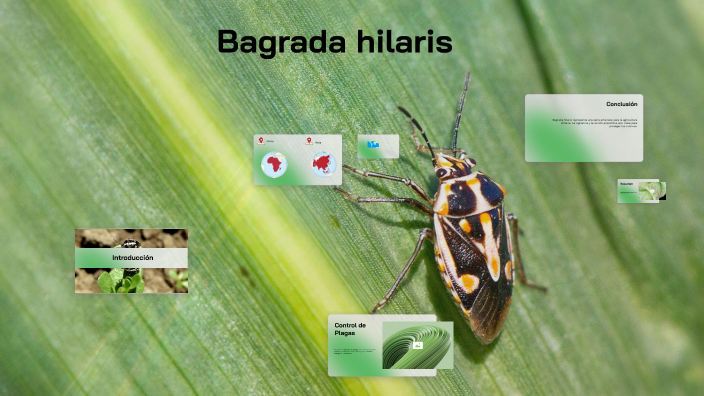 Bagrada hilaris: Plaga Devastadora by ayleen morales on Prezi