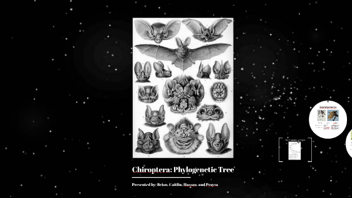 Chiroptera: Phylogenetic Tree by caitlin gminder on Prezi