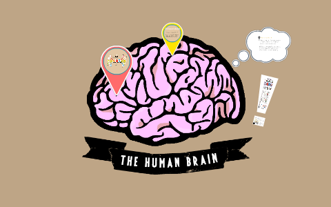 The Nervous System by Raina Wu on Prezi