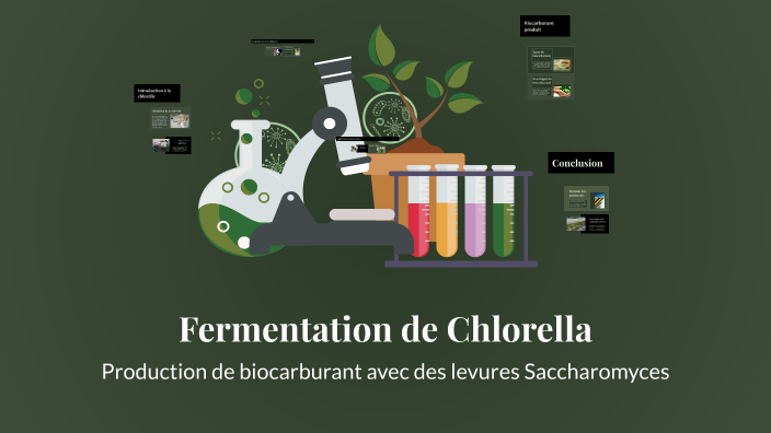 Fermentation de Chlorella by Lucie MAYNADIE on Prezi