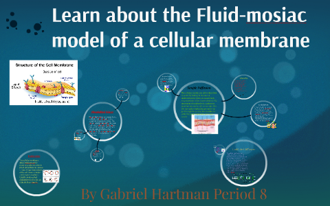 A fluid-mosiac model of your cell membrane by Gabe Hartman on Prezi