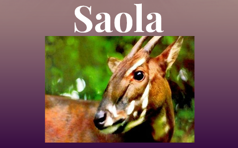 Saola by Ivy Lindstrom