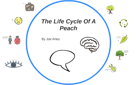 The Life Cycle Of A Peach by Joe Aries on Prezi