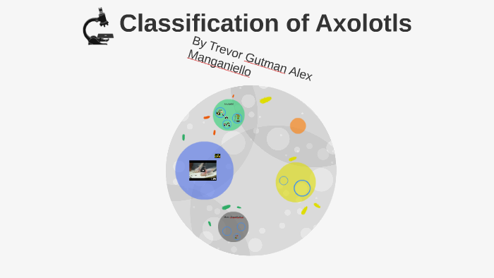 Axolotls and their Classification by Trevor Gutman on Prezi