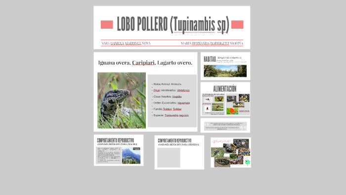 LOBO POLLERO (Tupinambis sp) by Sara Martinez N on Prezi Next
