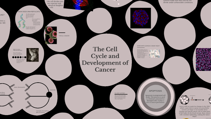 Cell cycle and development of cancer by Camille Fletcher on Prezi