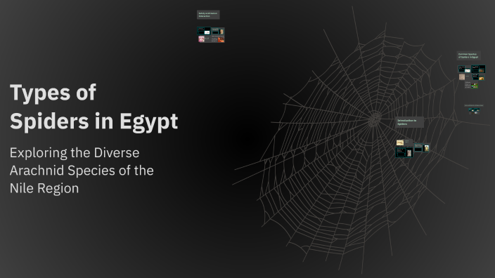 Types of Spiders in Egypt by rad on Prezi