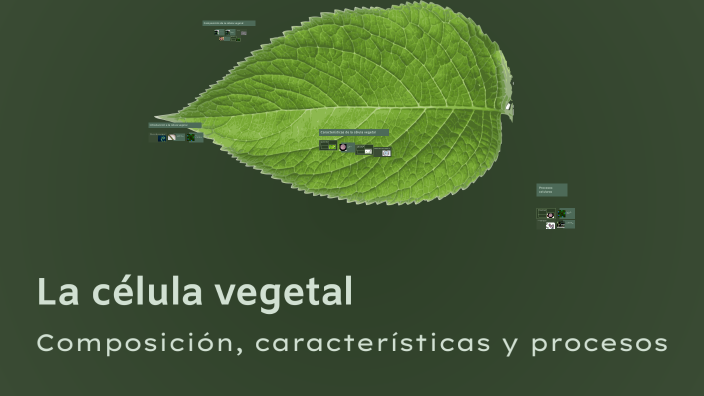 La célula vegetal by ENITH MARIN on Prezi