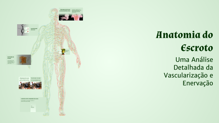 Anatomia do Escroto by Daniel Rodrigues on Prezi