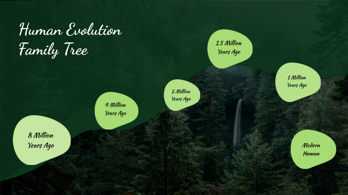 Human evolution family tree by Taylor Perry on Prezi