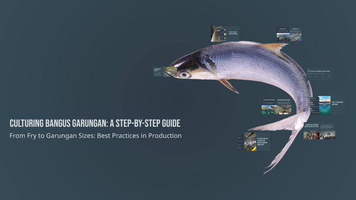 Culturing Bangus Garungan: A Step-by-Step Guide by Ell Grey on Prezi