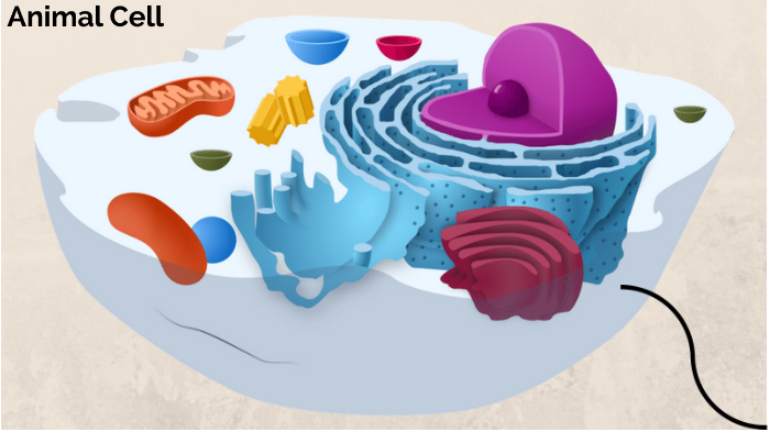 Cell Analogy-Aquarium by Tiffany Nguyen on Prezi