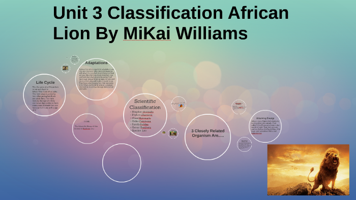 Unit 3 Classification African Lion By MiKai Williams by MiKai Williams ...