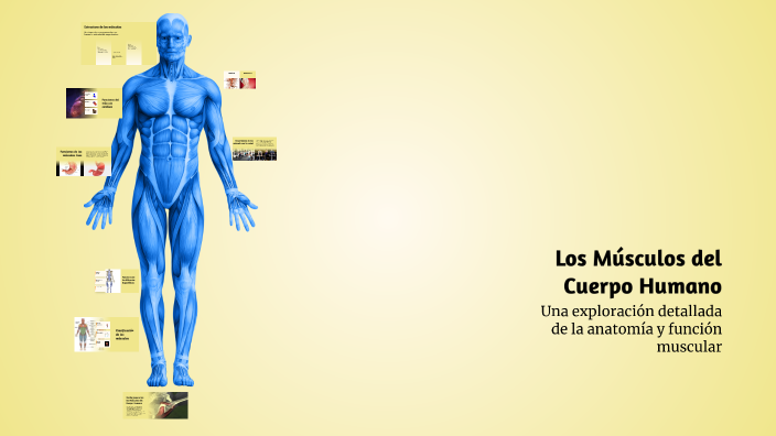 Los Músculos del Cuerpo Humano by CRISH( DAVID on Prezi