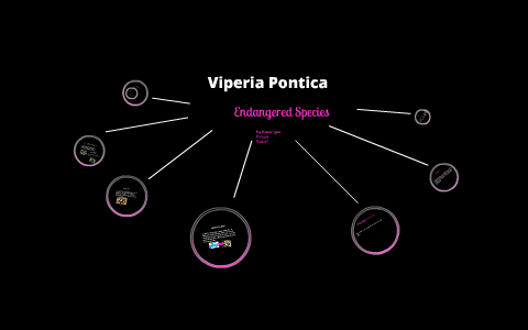 Vipera Pontica by Rianne Lynn on Prezi