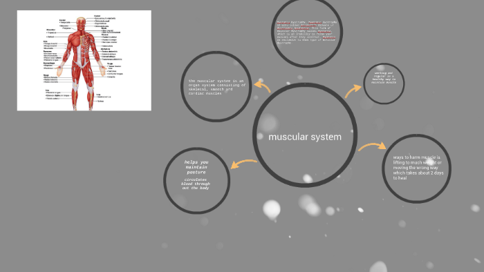muscular system by Stephen Hibbard on Prezi