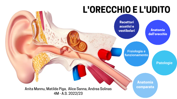 l'orecchio e l'udito by Anita Mannu on Prezi