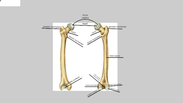 Skeletal System: Femur, Pelvis, Foot, Fibula, and Tibia by Houston ...