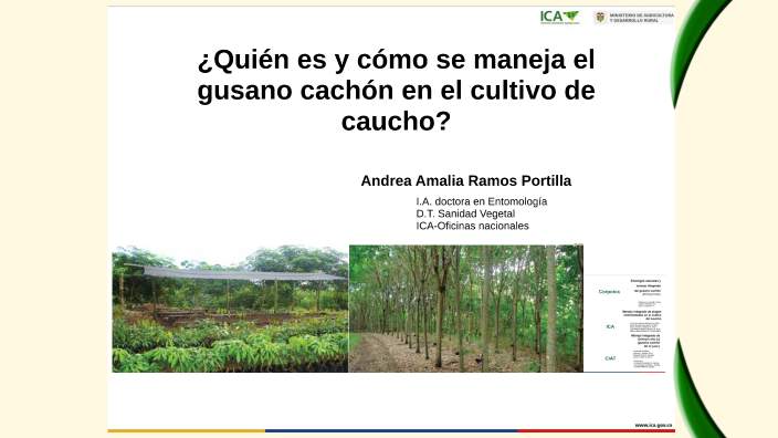 ¿Quién es y cómo se maneja el gusano cachón en el cultivo de caucho? by ...