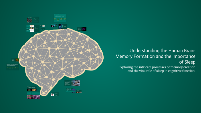 Understanding the Human Brain: Memory Formation and the Importance of ...