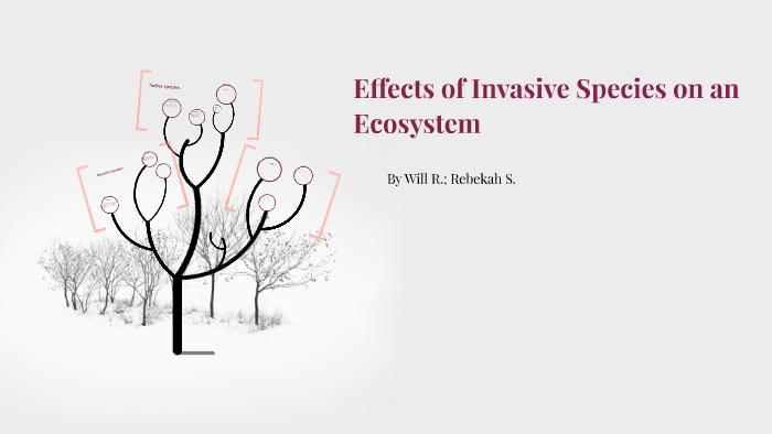 Effects of Invasive Species on an Ecosystem by Link Hylian on Prezi