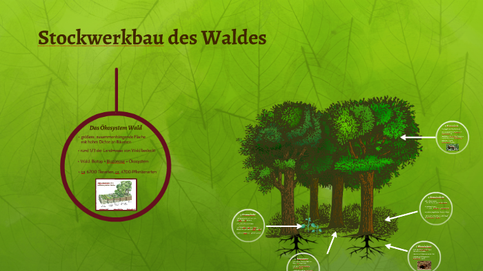 Der Stockwerkbau des Waldes by Tim Schleenbecker on Prezi