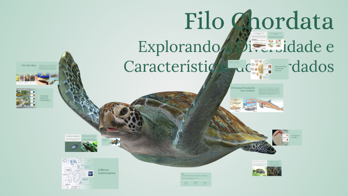 Filo Chordata by Gabriel ABJK on Prezi