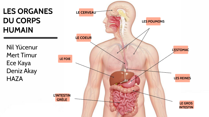 LES ORGANES DU CORPS HUMAİN by nil yy on Prezi
