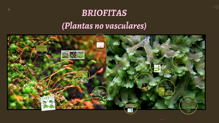 Briofitas by hernan dario munarmartinez on Prezi
