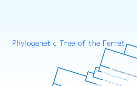 Phylogenetic Tree of the Ferret by Emily Spiller on Prezi