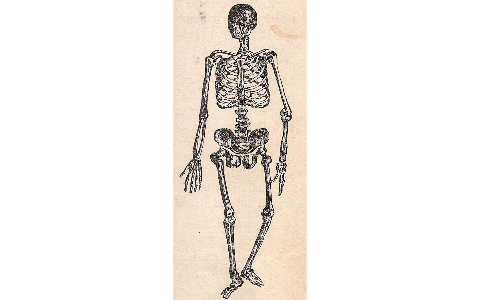 Skeletal System by William Hawkey on Prezi