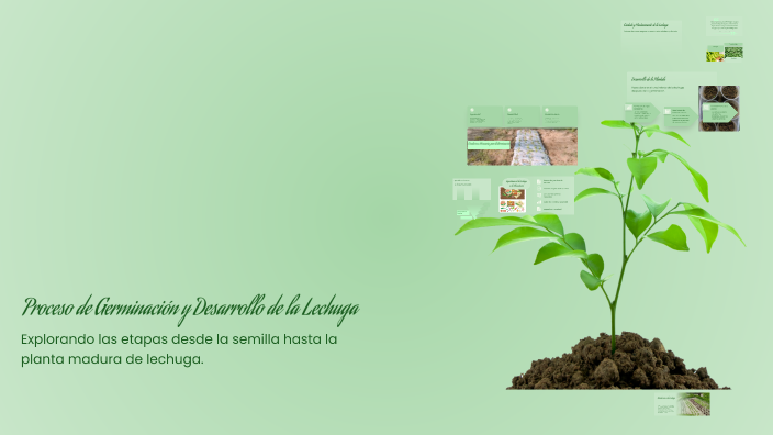 Proceso de Germinación y Desarrollo de la Lechuga by Rodrigo Gonzalez ...
