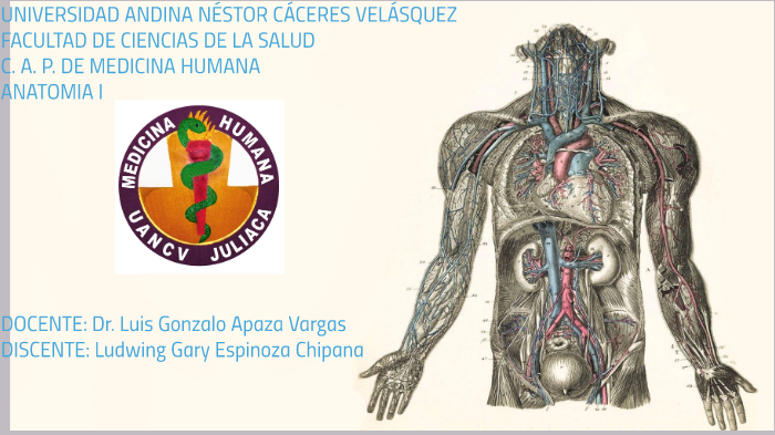 músculos del dorso del cuello, irrigación e inervación, faringe y ...