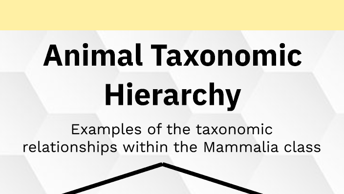 Taxonomic Knowledge: Animal Examples by Jordan Price on Prezi