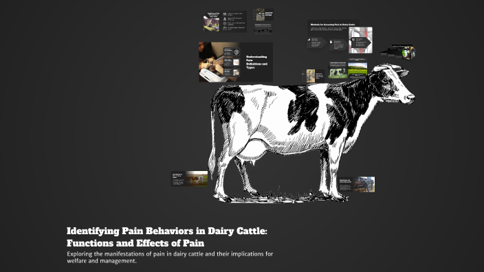 Identifying Pain Behaviors in Dairy Cattle: Functions and Effects of ...