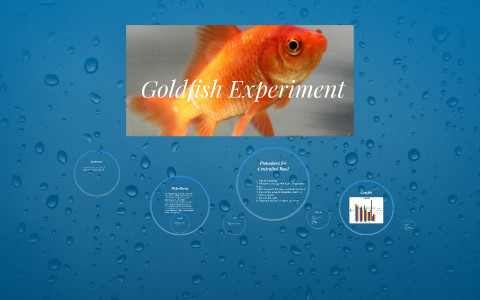 Goldfish Experiment by Camille Dickey on Prezi