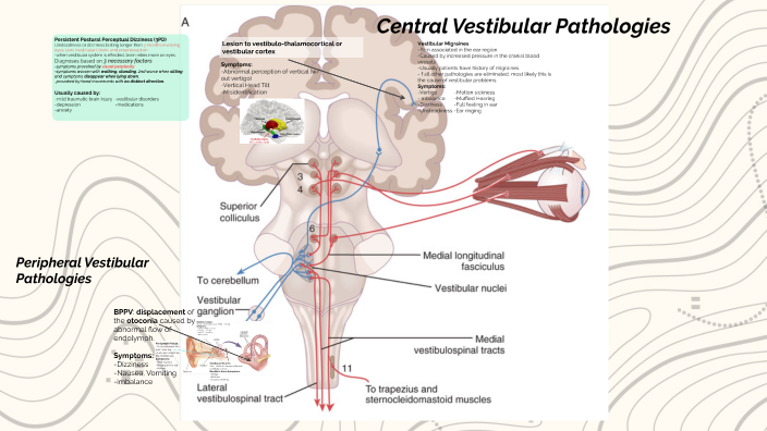 Vestibular Mind Map by Alyssa Fennell on Prezi