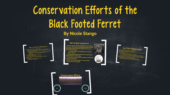 North American Conservation Efforts of the Black Footed Ferret by ...