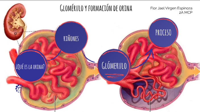 Glomerulo - Formación de la orina by Flor Espinoza on Prezi