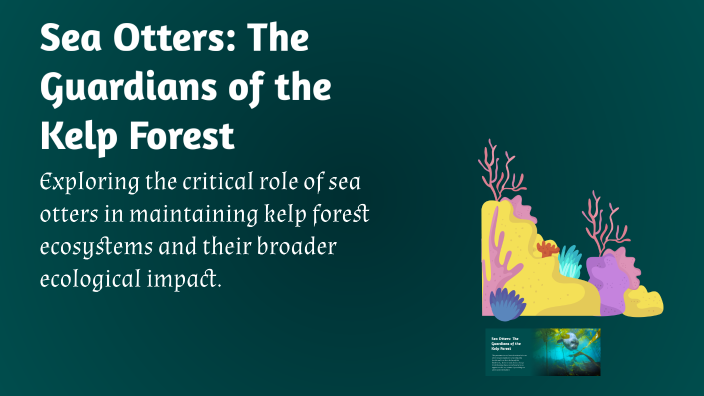 Sea Otters The Guardians Of The Kelp Forest By Maria Runje On Prezi