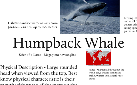 Marine Animal Bytes - Cameron Carruthers by Cameron Carruthers on Prezi