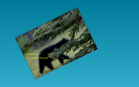 Black Bears by Frank Neuhauser