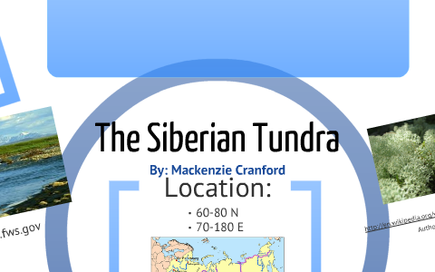 The Siberian Tundra Ecosystem by Mackenzie Cranford