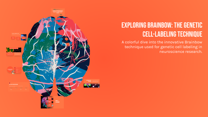 Exploring Brainbow: The Genetic Cell-Labeling Technique by Kristian ...