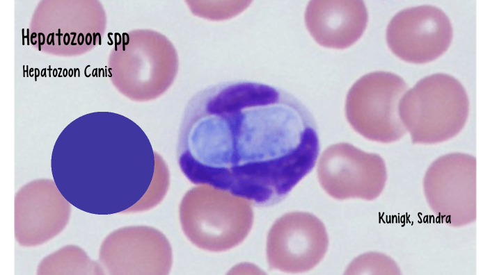 Hepatozoon by Sandra Kunigk on Prezi