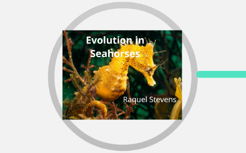 Evolution in Seahorses by Raquel Stevens on Prezi