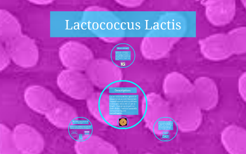 Lactococcus Lactis by Joanie Grégoire on Prezi