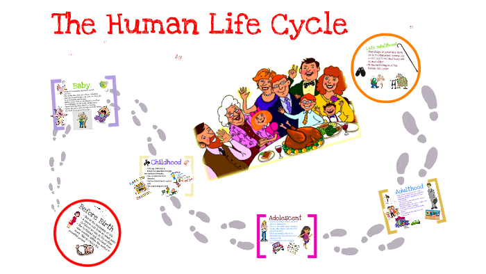 The Human Life Cycle by nancy deveau on Prezi