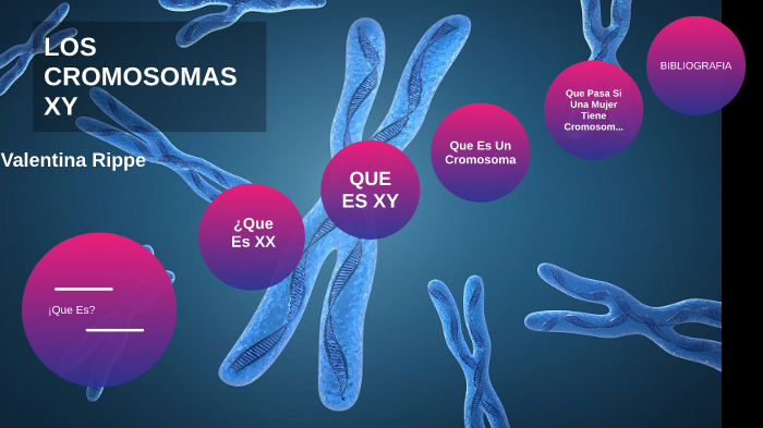 Presentacion De Biologia XY by Valentina Rippe Rivera on Prezi
